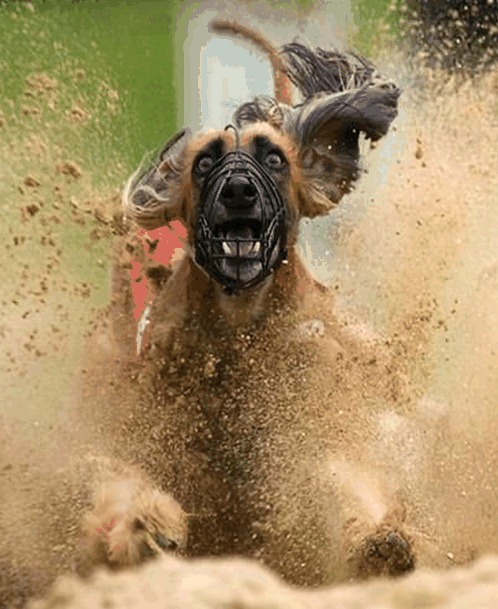 MuzzledDog | Devotions By Jan