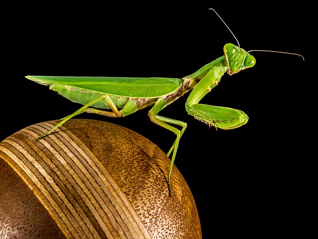 The Praying Mantis | Devotions By Jan