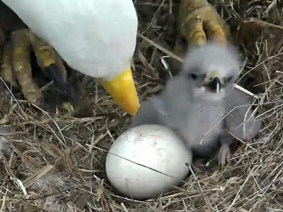 Renewed Like the Eagle | Devotions By Jan