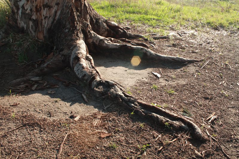 Eucalyptus Tree Roots | Devotions By Jan