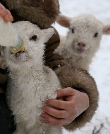 Bummer Lamb | Devotions By Jan