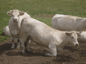 Kneeling Cows! | Devotions By Jan