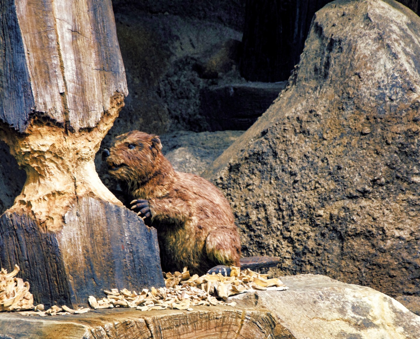 Timber!! | Devotions By Jan